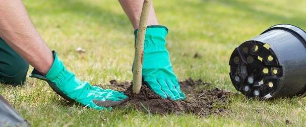 Making CK greener one tree at a time