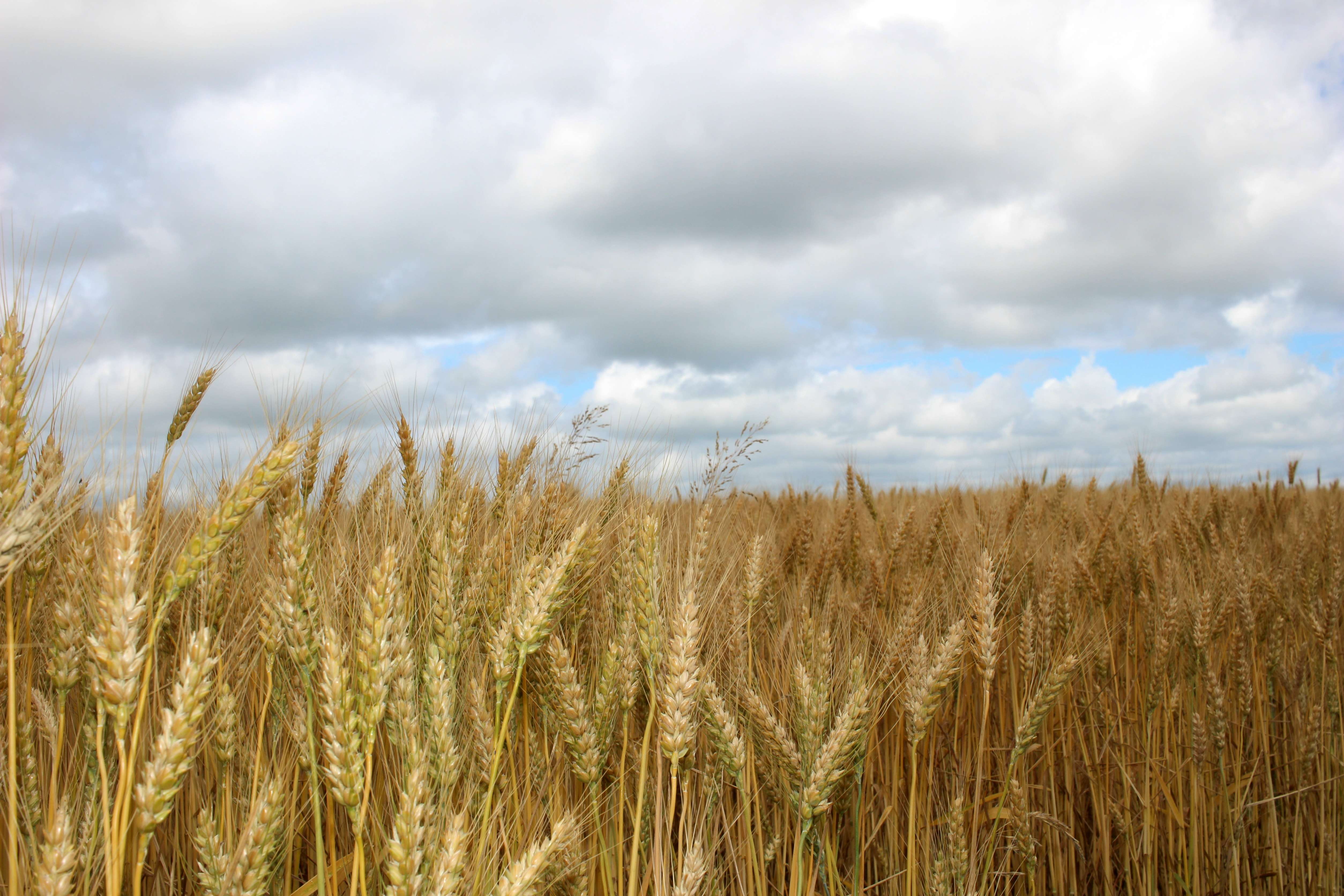 Record Wheat Crops