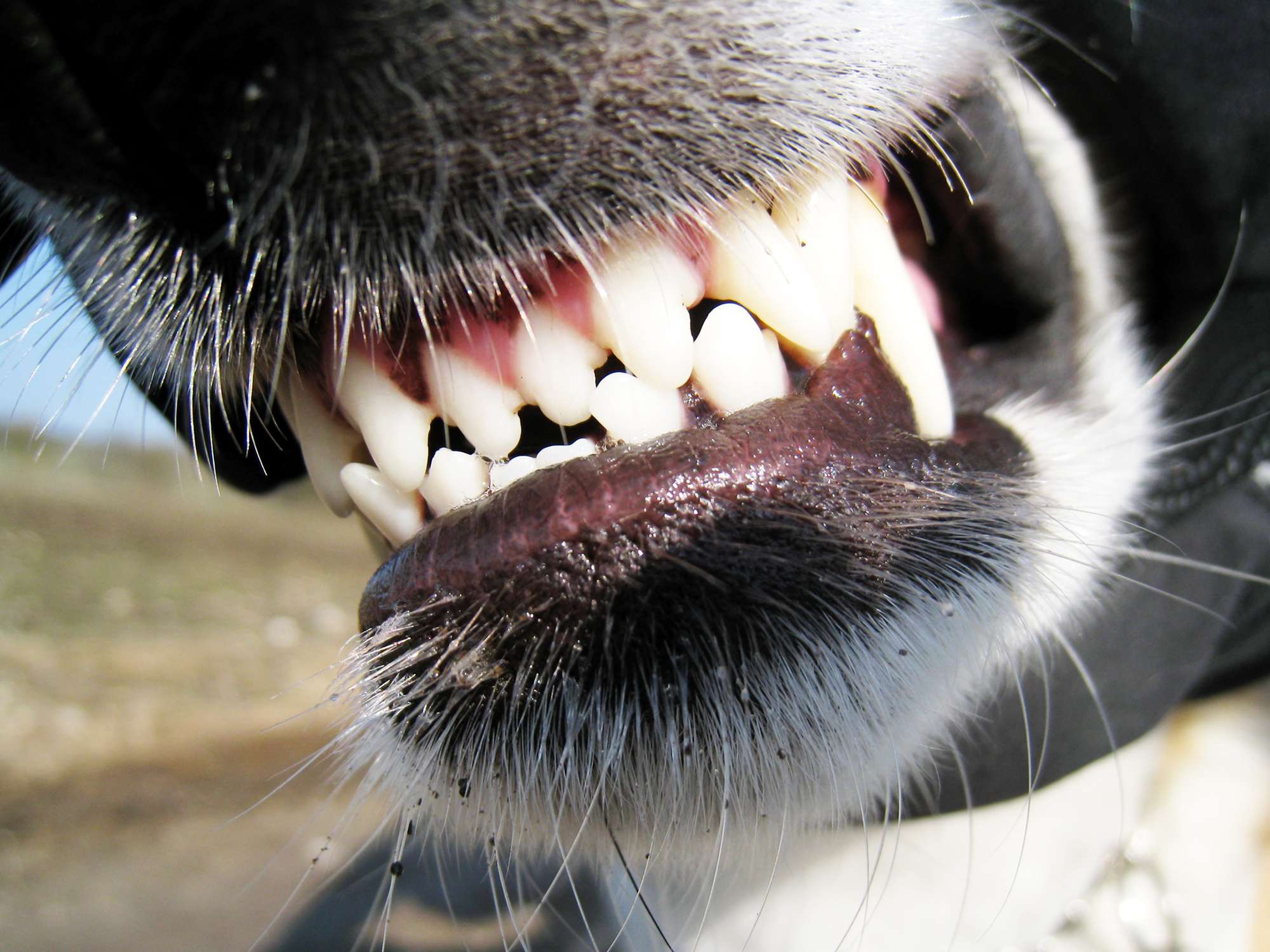 Dog bite incident being investigated by Grey Bruce Public Health