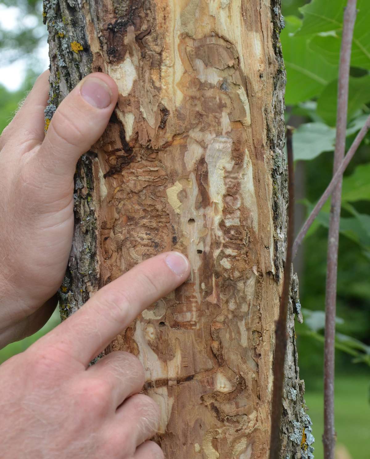 Conservation Authority to begin ash tree removal