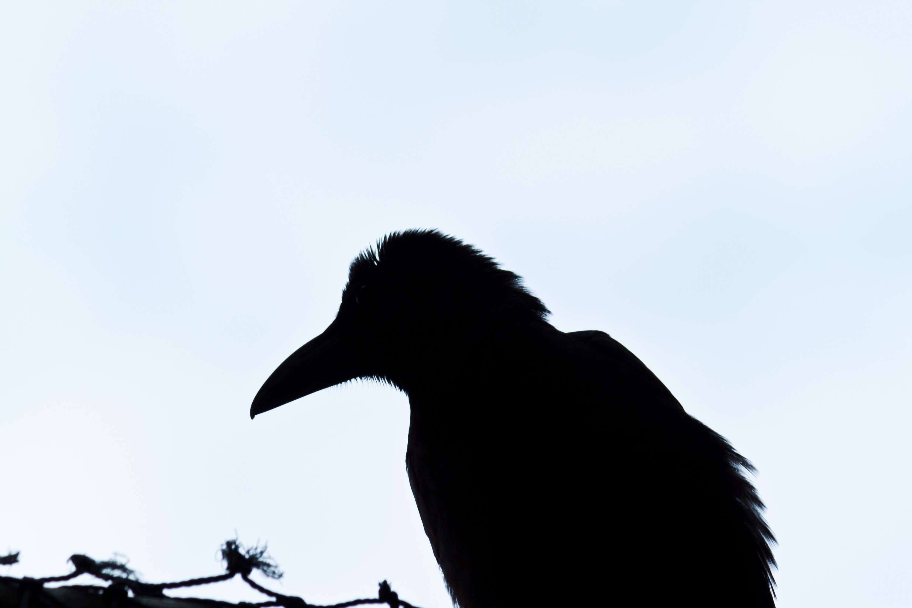 First-of-its-kind Crowfest slated to take over downtown Chatham
