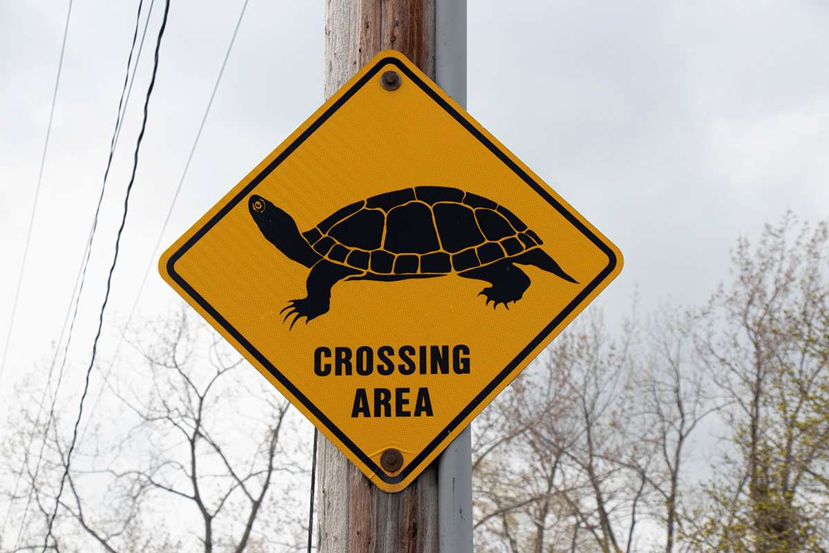 Drivers urged to slow down, keep eyes peeled for turtles