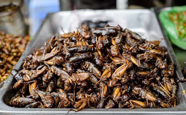 World's largest cricket processing plant being built in London