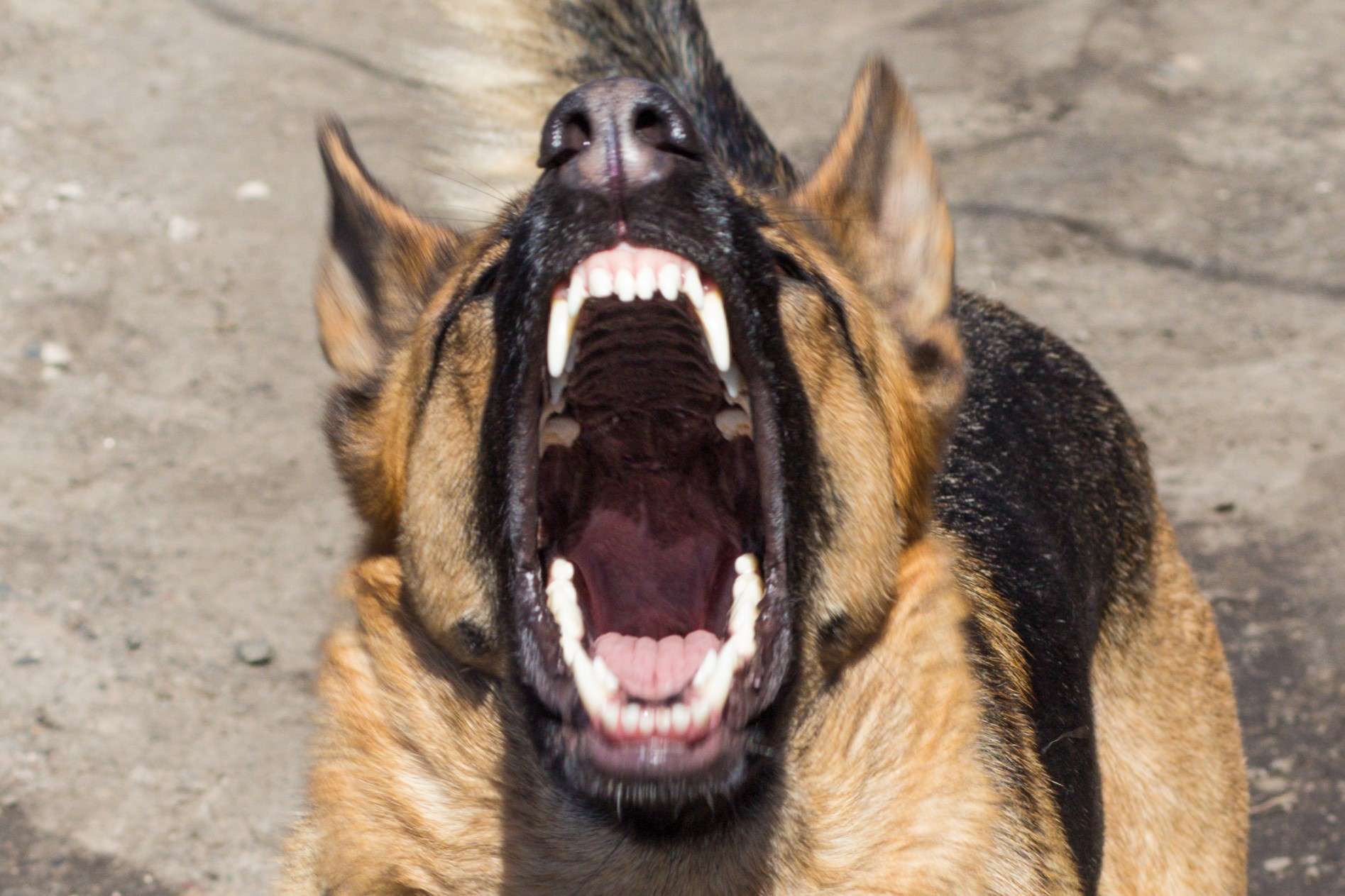 Dog in Walkerton biting incident sought
