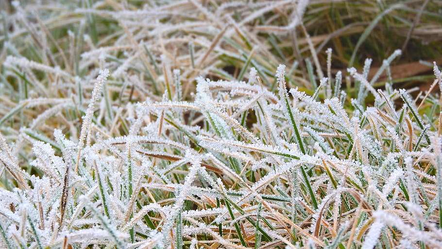 Frost risk continues as cold air mass dominates