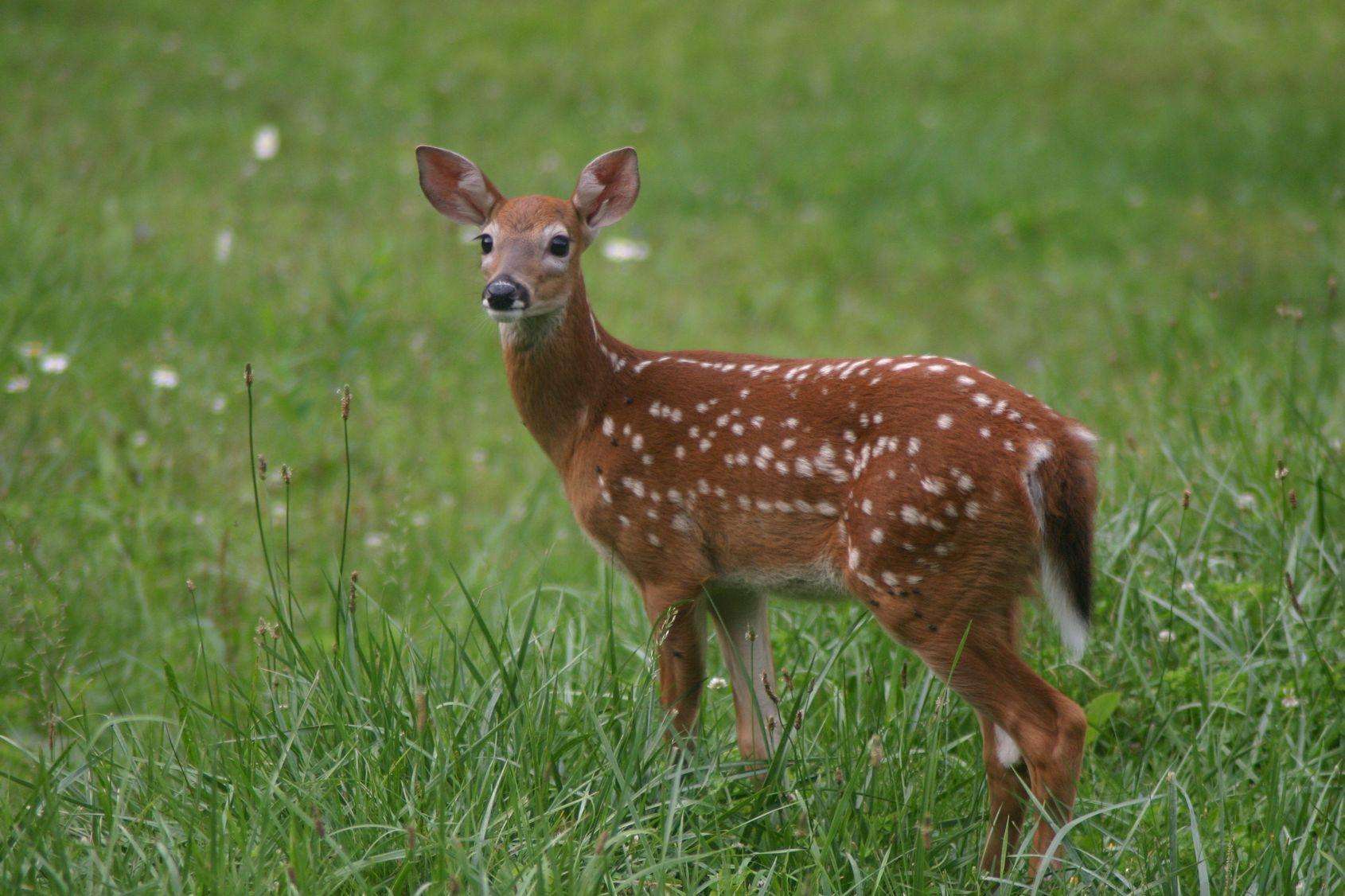 Huron OPP Identify Deer Danger Zones On Area Roads