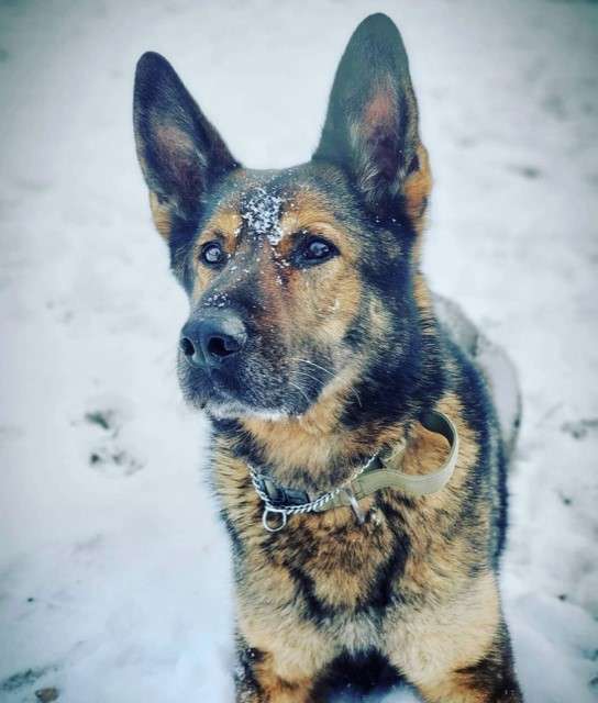 OPP K9 helps in 'another successful track'