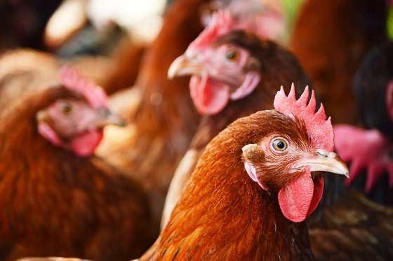 Sarnia's backyard chicken bylaw to undergo review