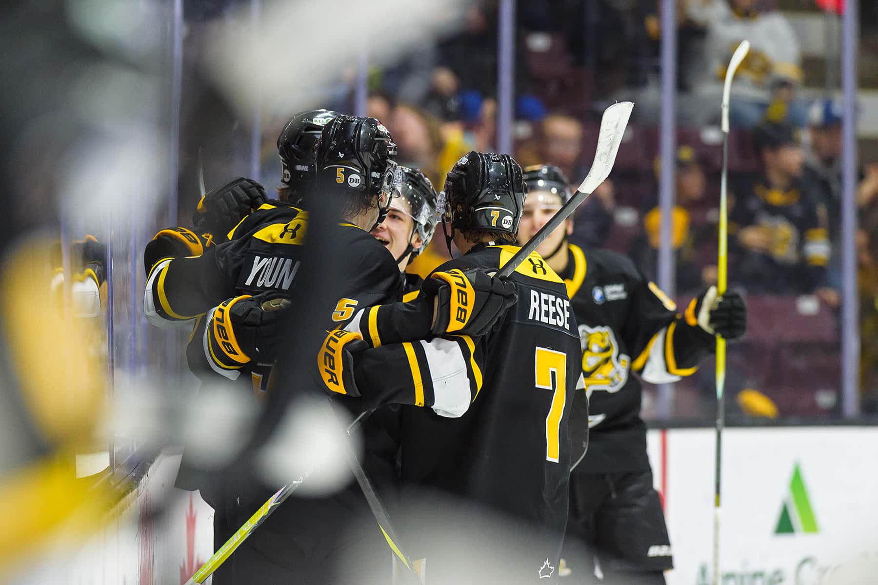 Sting win final home game, OHL announces disciplinary action for the ...