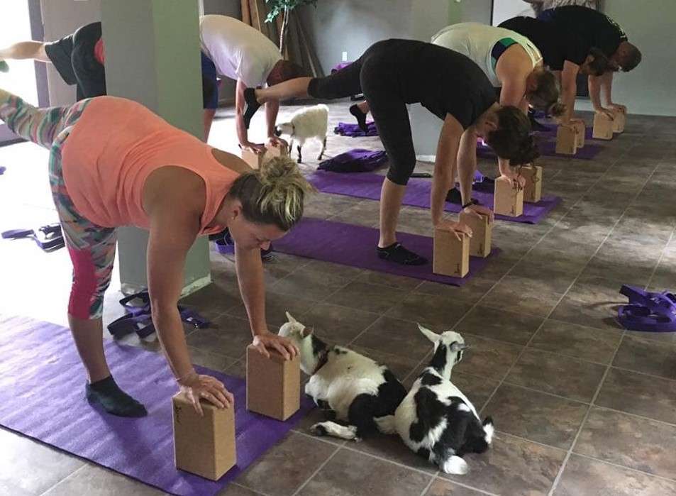 Goat yoga in the Grand Bend area