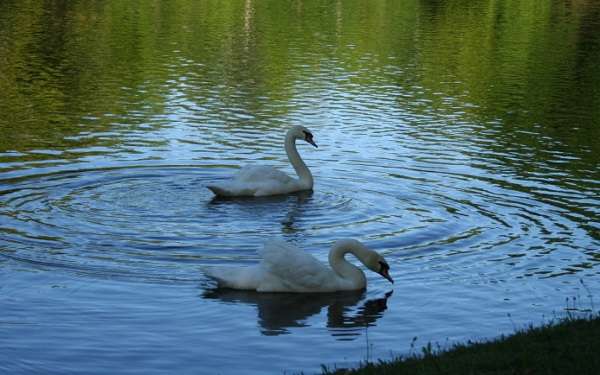 Meaford Council Will Consider Replacing Missing Swans