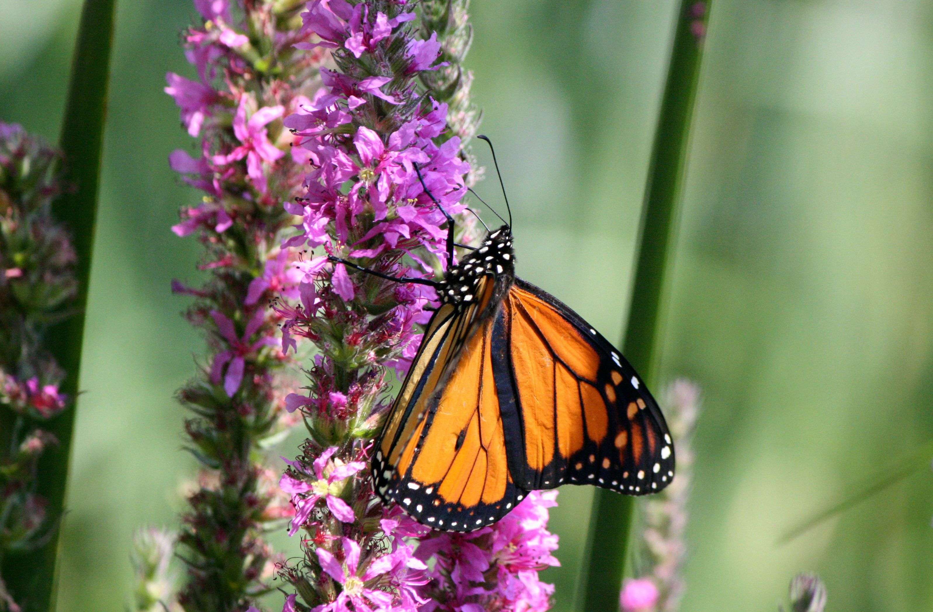 CWF says monarch butterfly populations rebounding