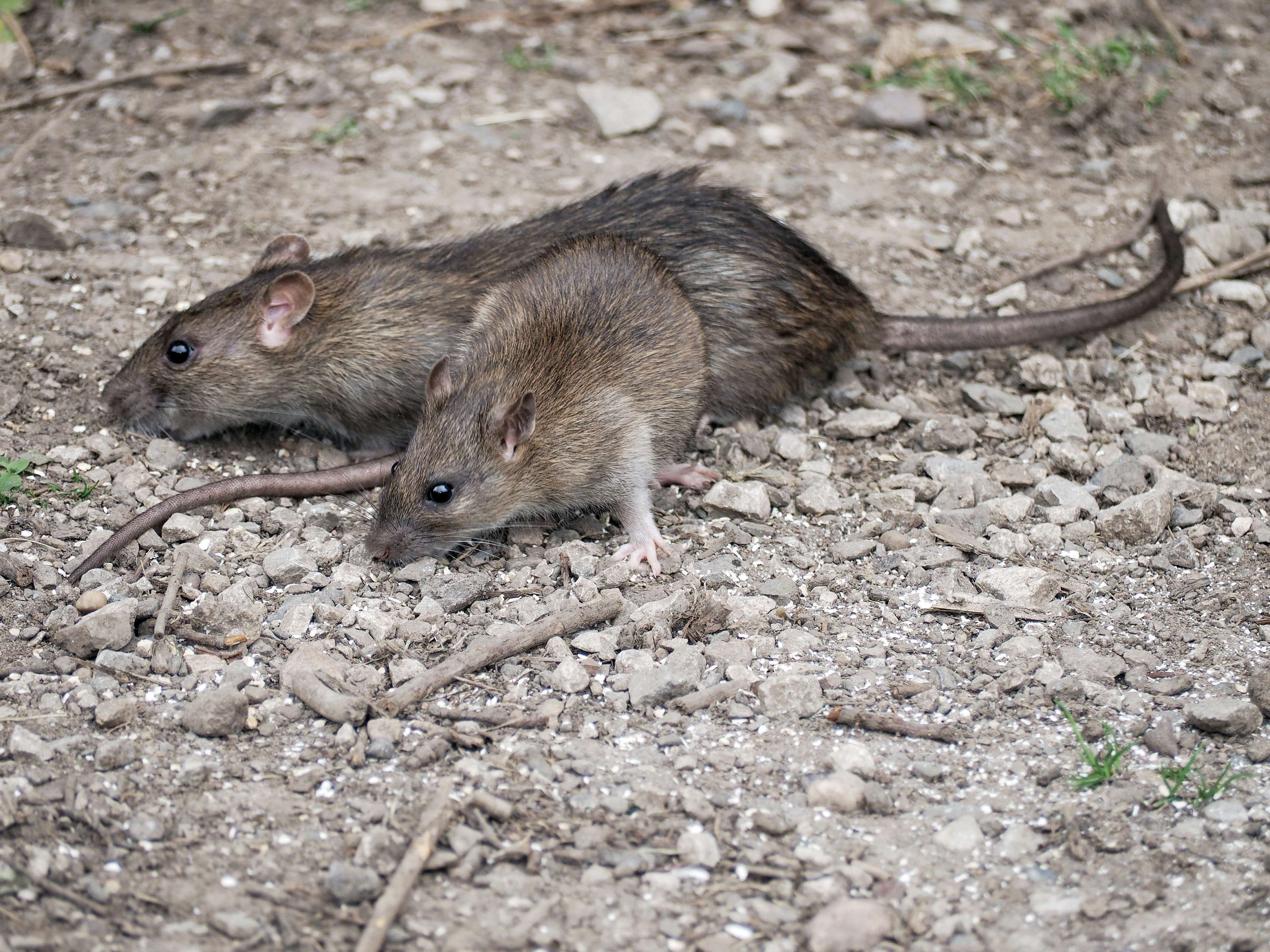 Rats! What's With Them All?