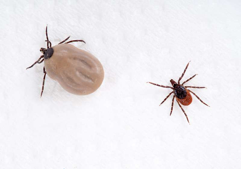 Tick season underway in Midwestern Ontario as Lyme disease risk climbs