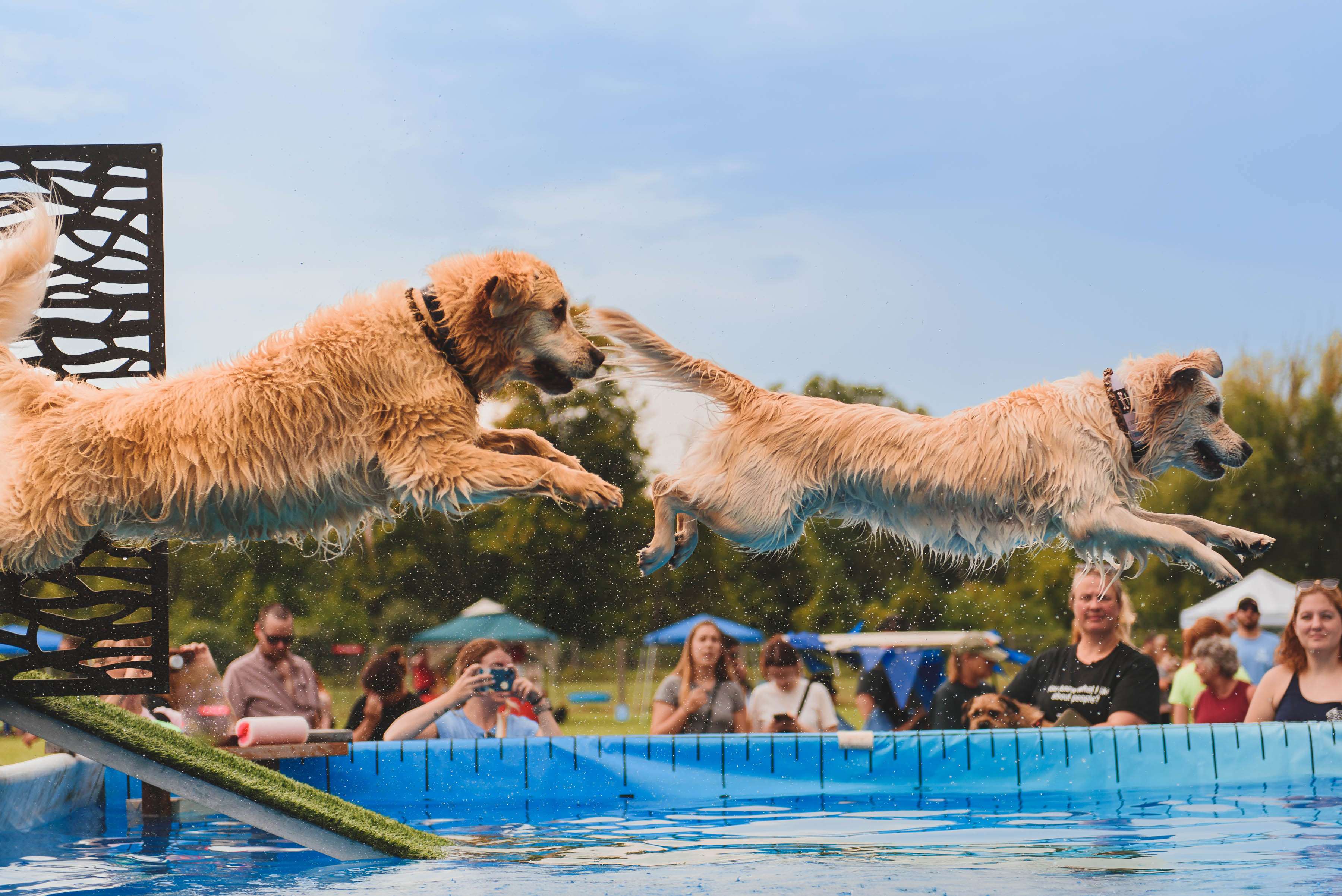 Fundraising dog festival goes country