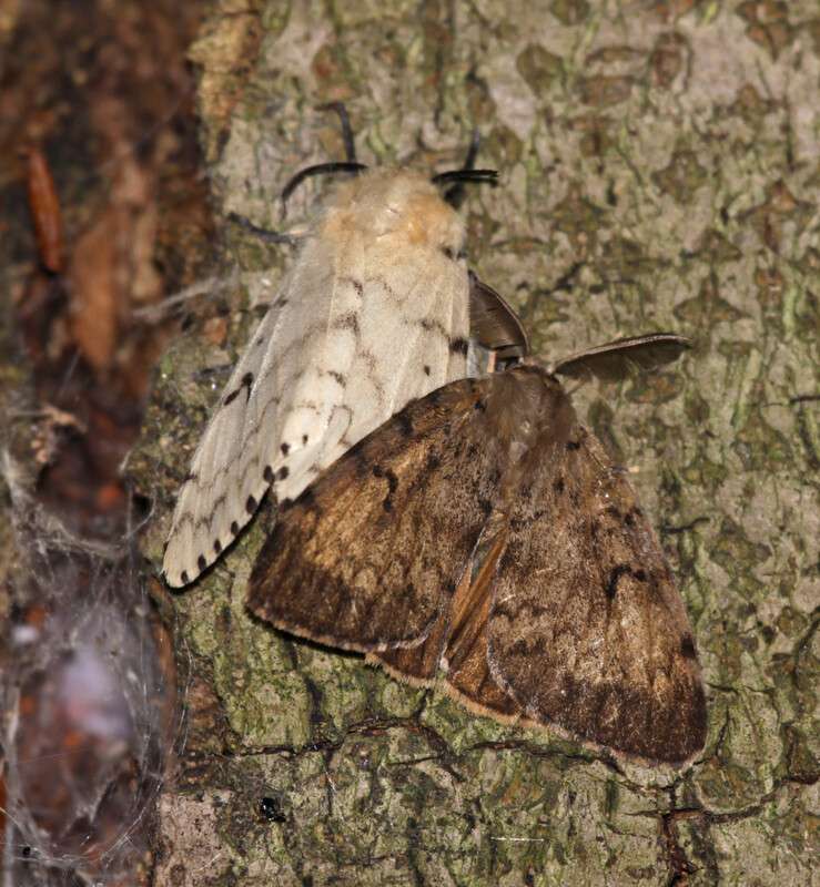 Lambton Shores aerial spraying set to control gypsy moth infestation