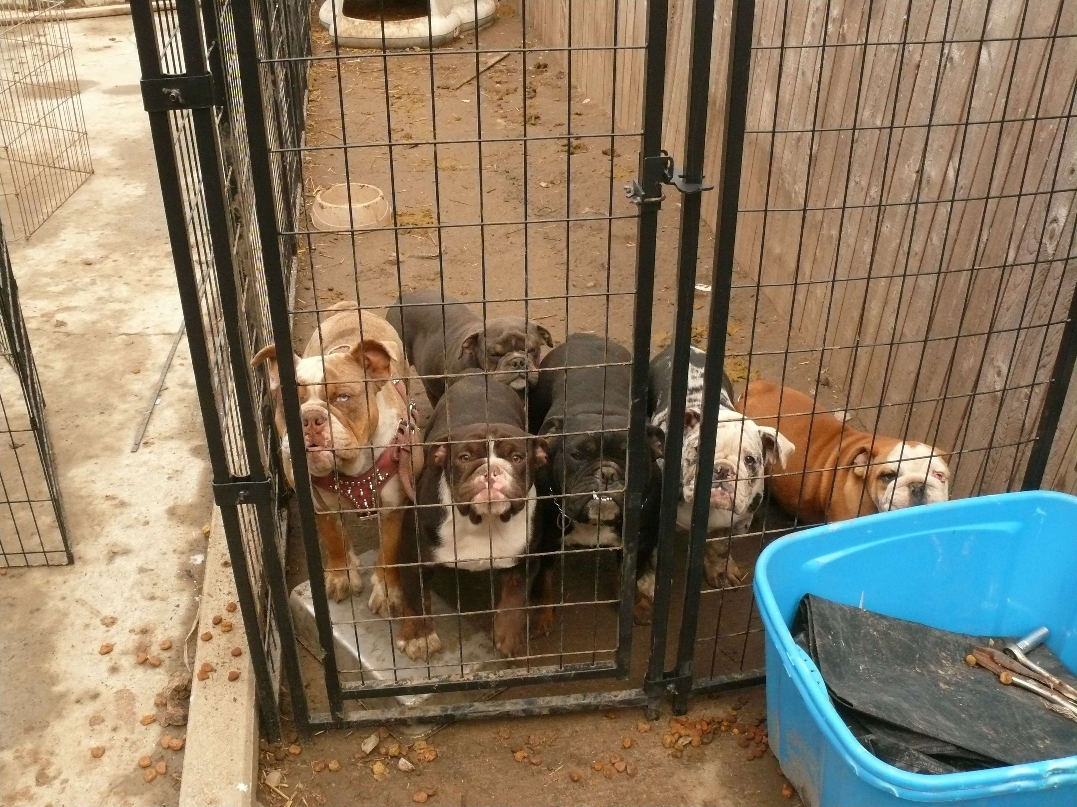 Stolen Bulldogs Recovered In Michigan