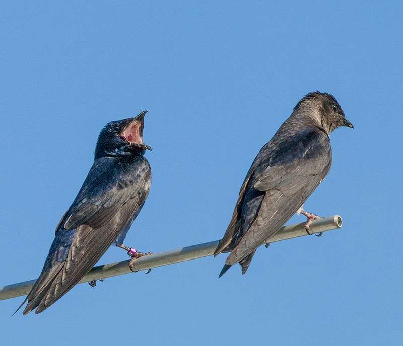 Windsor is officially certified "bird-friendly" (Video)