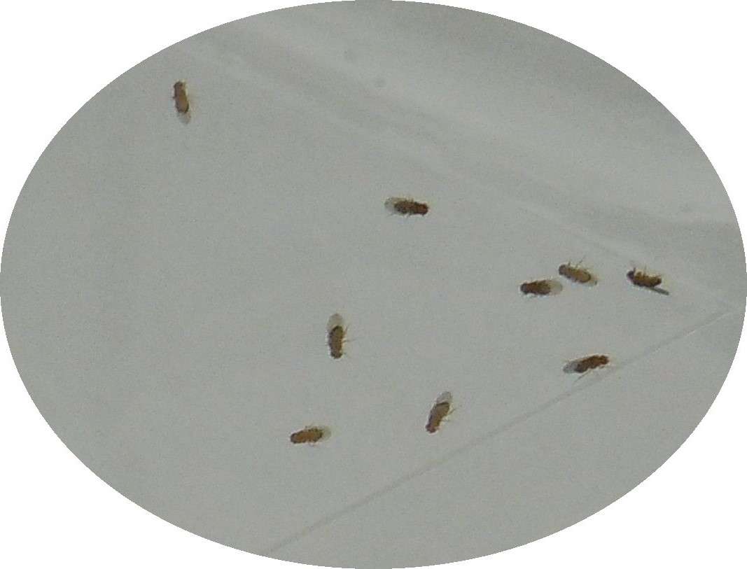 Fruit Flies, Personal Space Under The Microscope